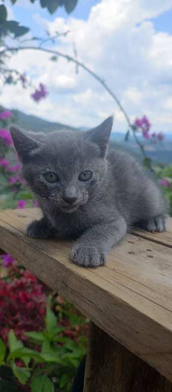 Hermosos gatitos ruzo azul | Belén