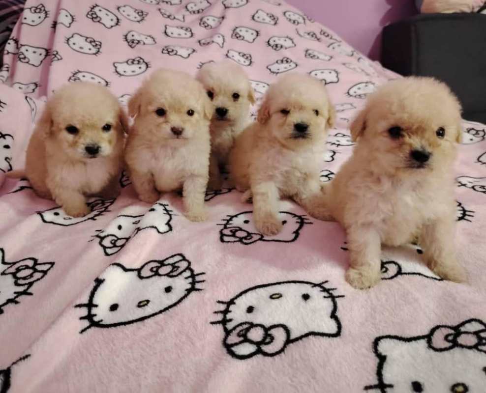 HERMOSOS CACHORRITOS FRECH POODLE MINI TOY | Cali