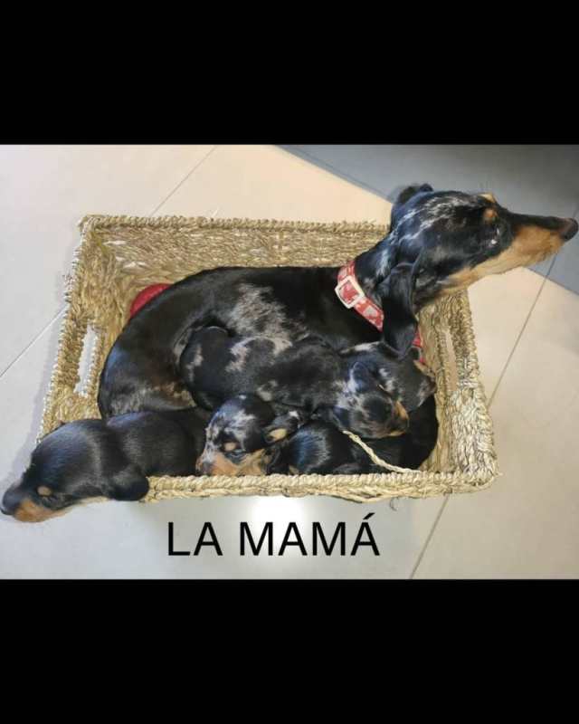 perros salchicha teckel dachshund, merle arlequin y black and tan | El ...