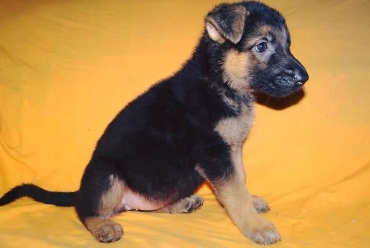 VENTA DE CACHORROS PASTOR ALEMAN BEAGLE BORDER SPRINGER YORKSHIRE | Suba