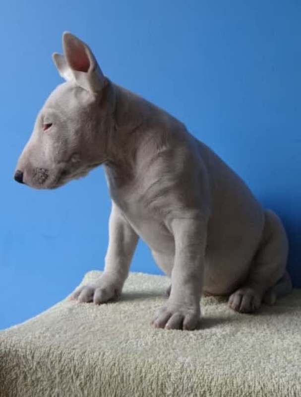 VENTA DE CACHORROS EN BOGOTA OFRECE Bullfer Kennel - BULL TERRIER | Suba