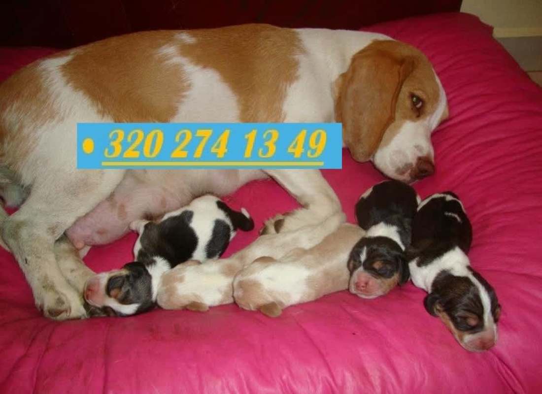 VENTA DE CACHORROS BEAGLE LIMON 13 PULGADAS | Suba