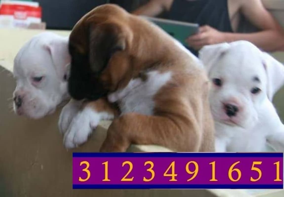 VENDO CACHORRO BOXER 100% PURO EN BOGOTA | Suba