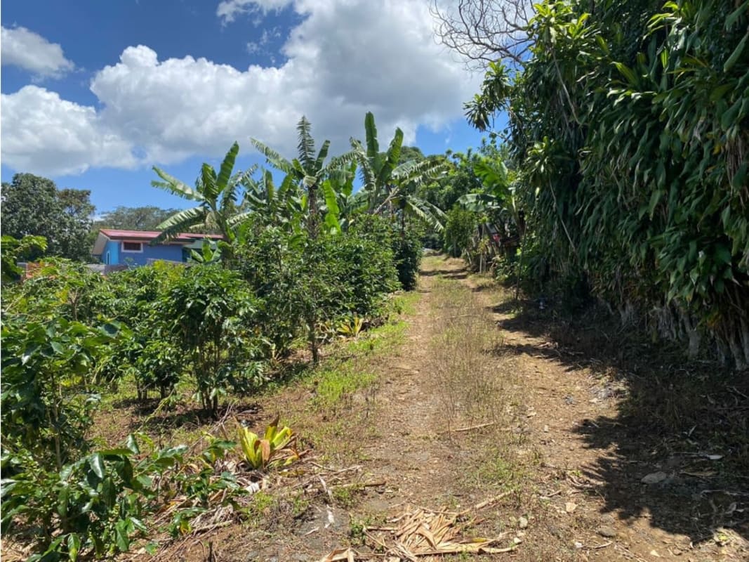 Fincas en Costa Rica Alajuela | venta | Finca en venta, Alajuela ...