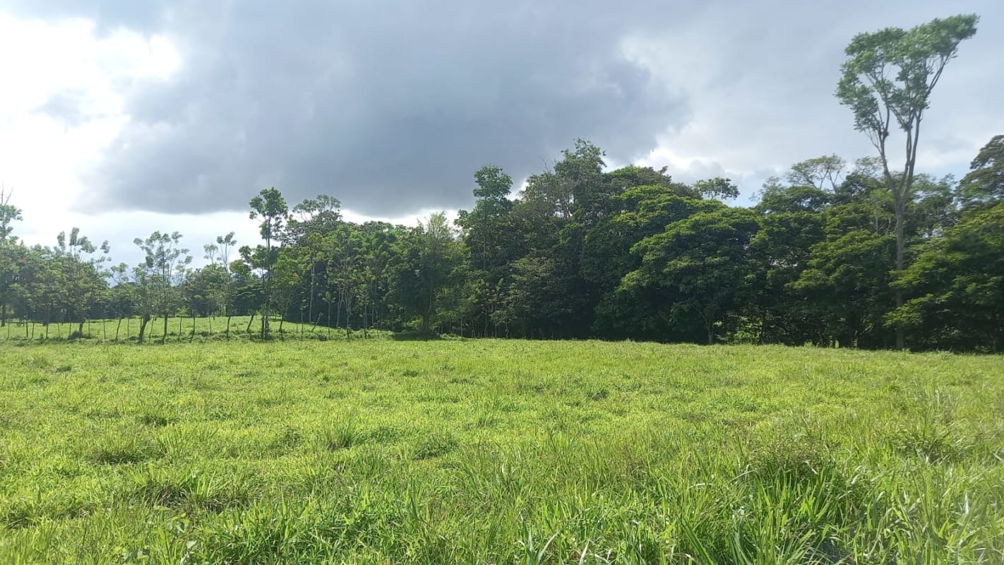 Fincas en Costa Rica Grecia | venta | Se vende finca Santa Rita, Rio ...