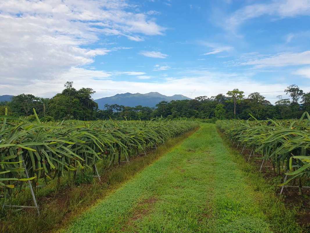 Fincas en Costa Rica Upala | venta | Antiguo Campo de Aterizaje, Finca ...