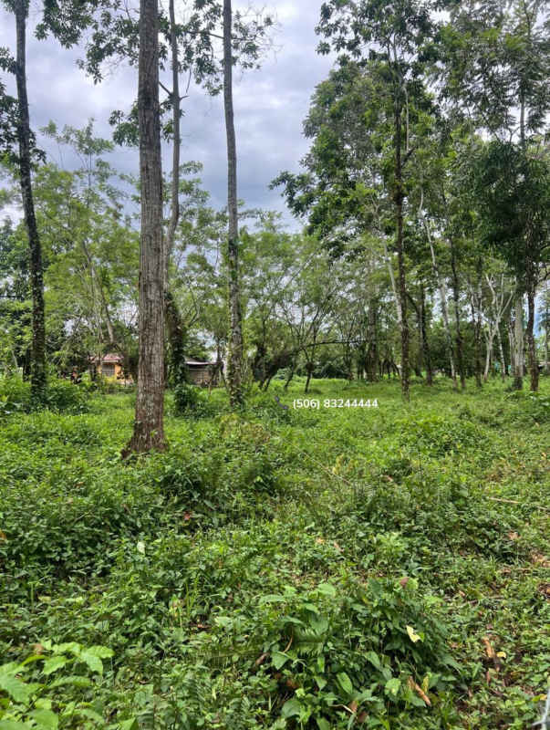 Lotes y Terrenos Guácimo | venta | VENTA DE TERRENO EN POCORA, GUACIMO ...