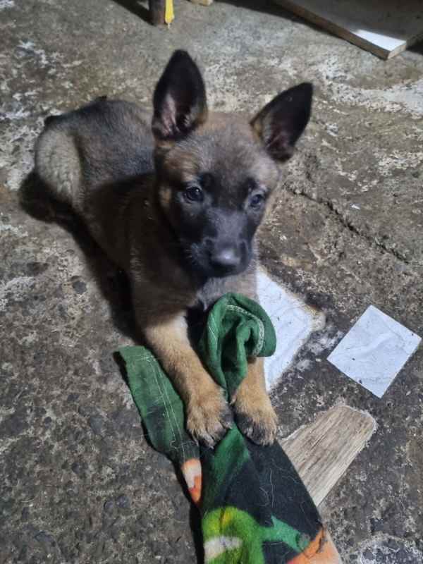 PASTOR BELGA MALINOIS 2 MESES HEMBRAS 29 DICIEMBRE 2025 | Catedral