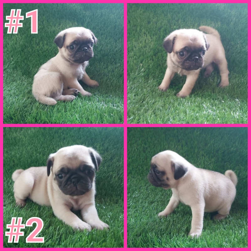 PUG CARLINOS HEMBRAS/MACHOS 15 ENERO 2026 PERROSALFAK9.COM | Catedral