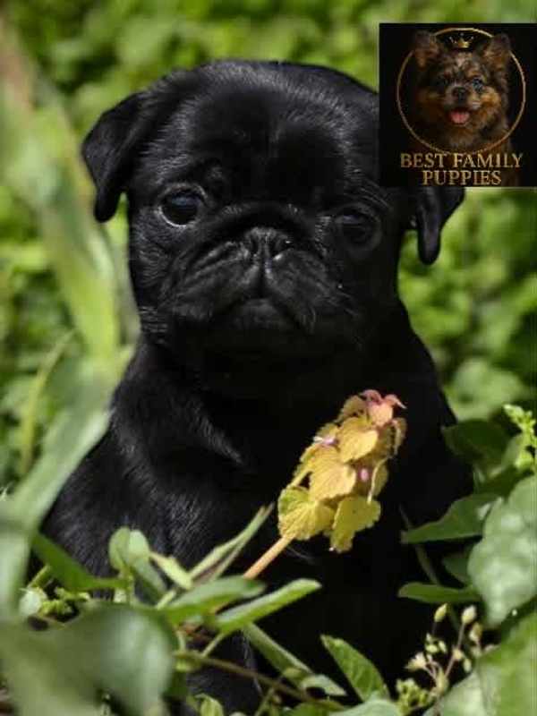 Pug – Entrega GRATIS GAM + Vet 24/7 Incluido | Barva