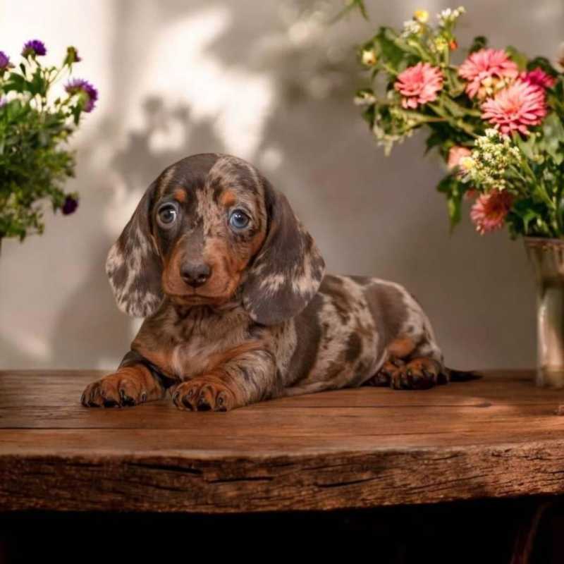 Dogs | Salchicha – Certificados, Kit y (Vet 24/7 x 2 meses) - Costa Rica