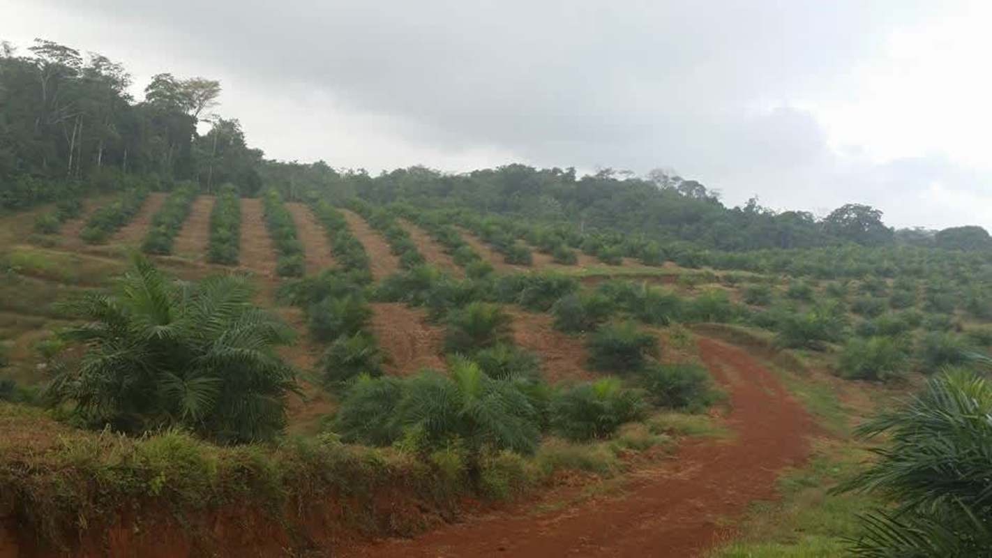 Fincas en Costa Rica Cutris | venta | Finca de 50 Has de Palma Aceitera ...