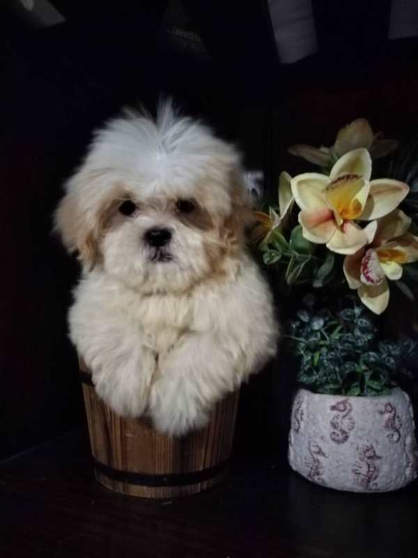 Shitzu macho 180000 | San Rafael