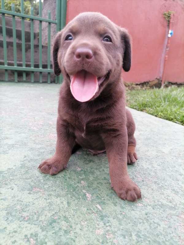 Labrador Retriver 2 meses macho 15 enero PERROSALFAK9.COM | Catedral