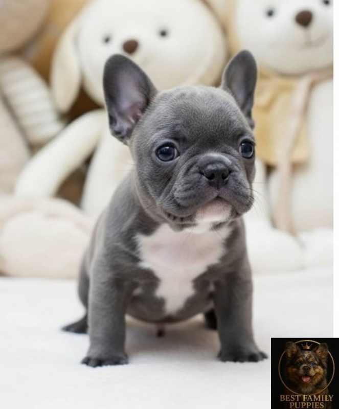 BullDog Francés Tradicional | San Roque