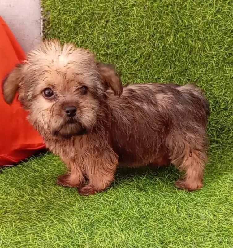 Yorkiepoo miniatura hembra | Santo Domingo