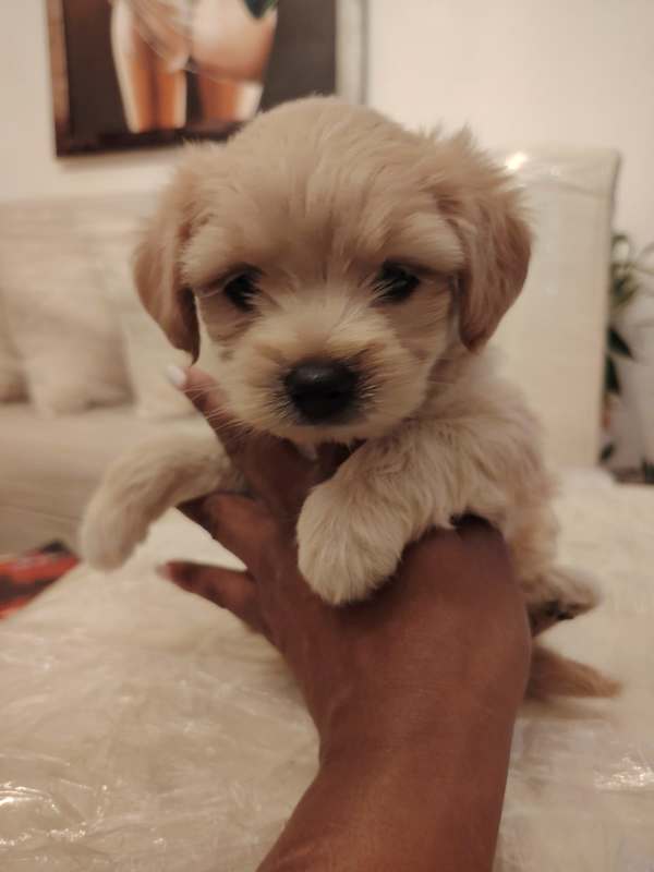 Maltipoo hembra caramelo | Santo Domingo