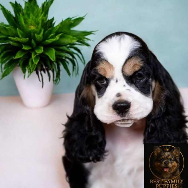 Cocker Americano | Santiago