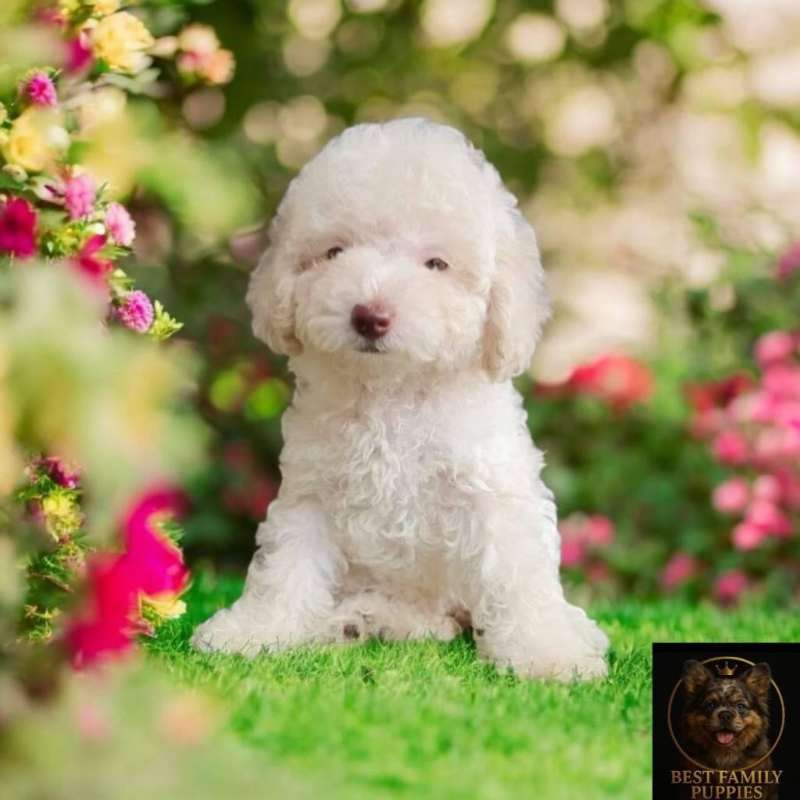 Dogs | French Poodle Tradicional - Dominican