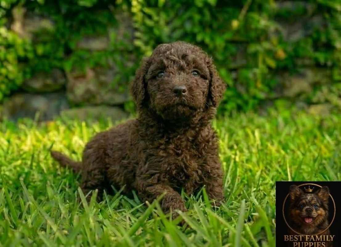 Dogs | French Poodle Chocolate Standard - Dominican