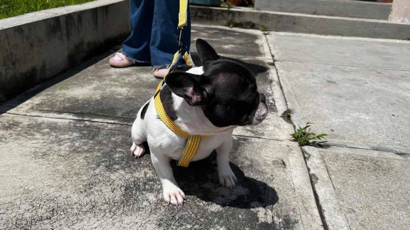 Dogs | Bulldog Francés Hembra - Guatemala