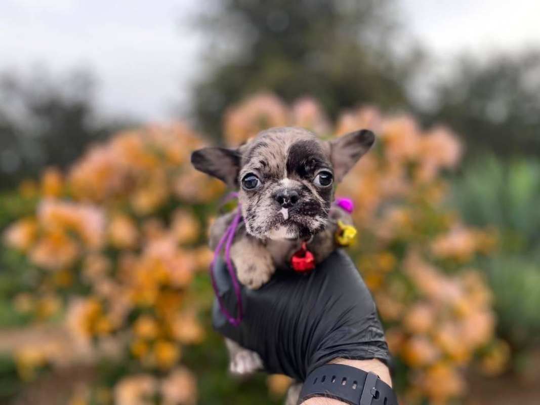 Dogs | Lindos Bulldog Frances Exoticos - Guatemala