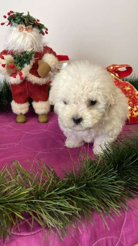 Dogs | French miniatura machito - Guatemala