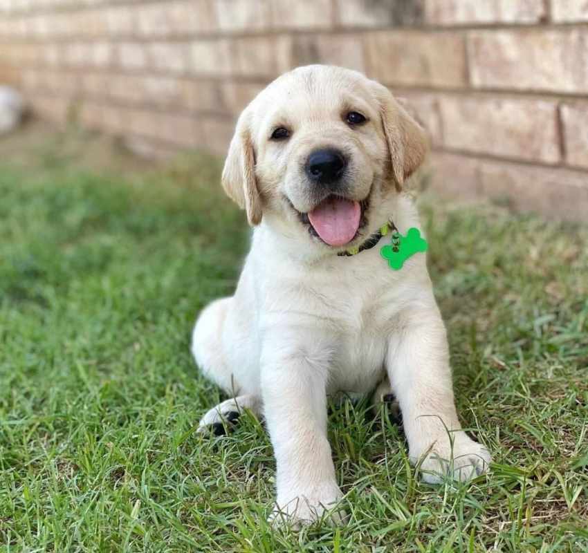 Dogs | Labrador Retriever - Guatemala