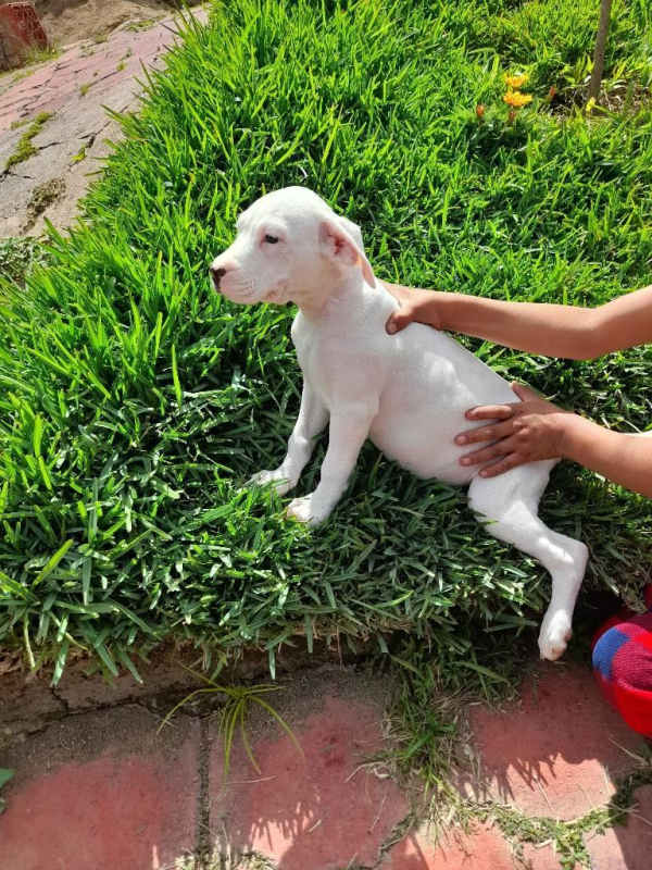 Dogs | Vendo lindos cachorritos de dogo guatemalteco - Guatemala