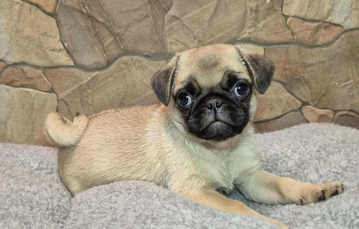 Pug Macho Pedigree A | Zona 8