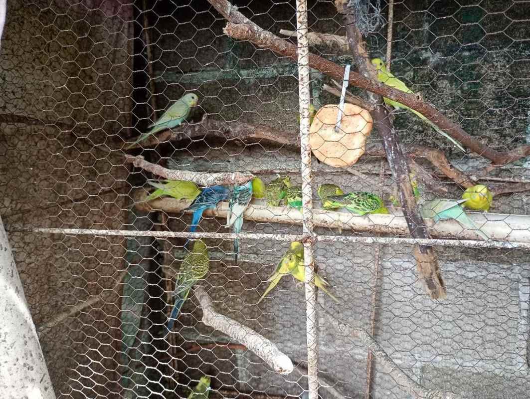 australianas pericas