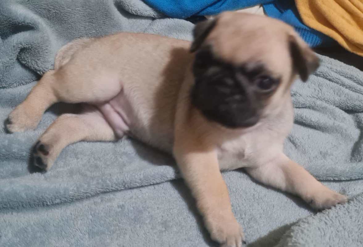 Perrito Macho Pug de 2 meses | Mazatenango