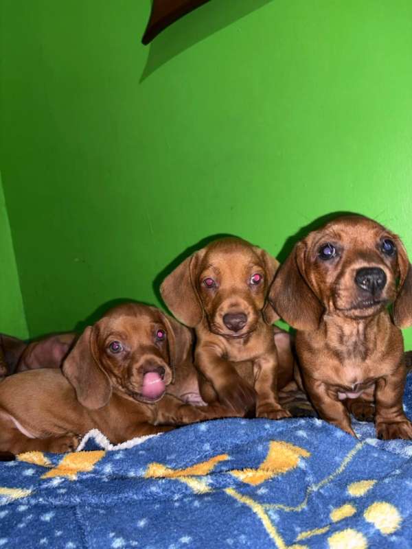 Dachshund | Guatemala