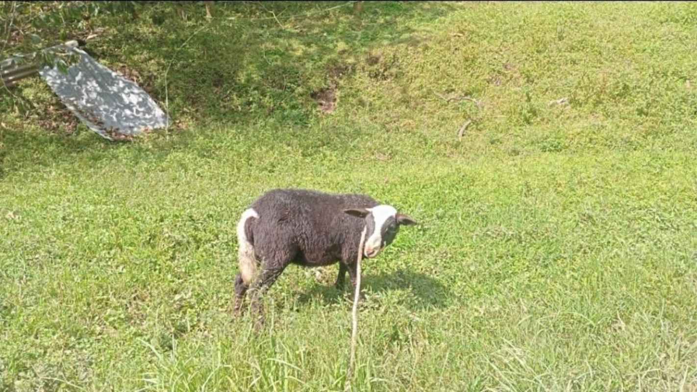 Borregos o peligueyes | San José Pinula