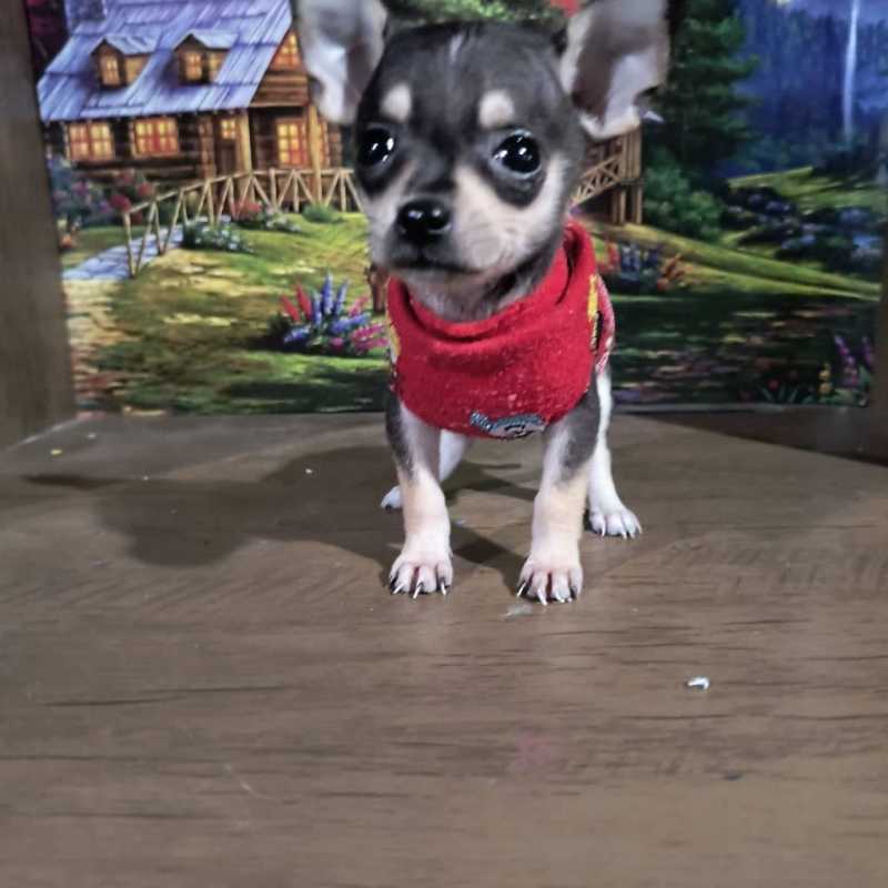 Chihuahua mini toy | Zona 1