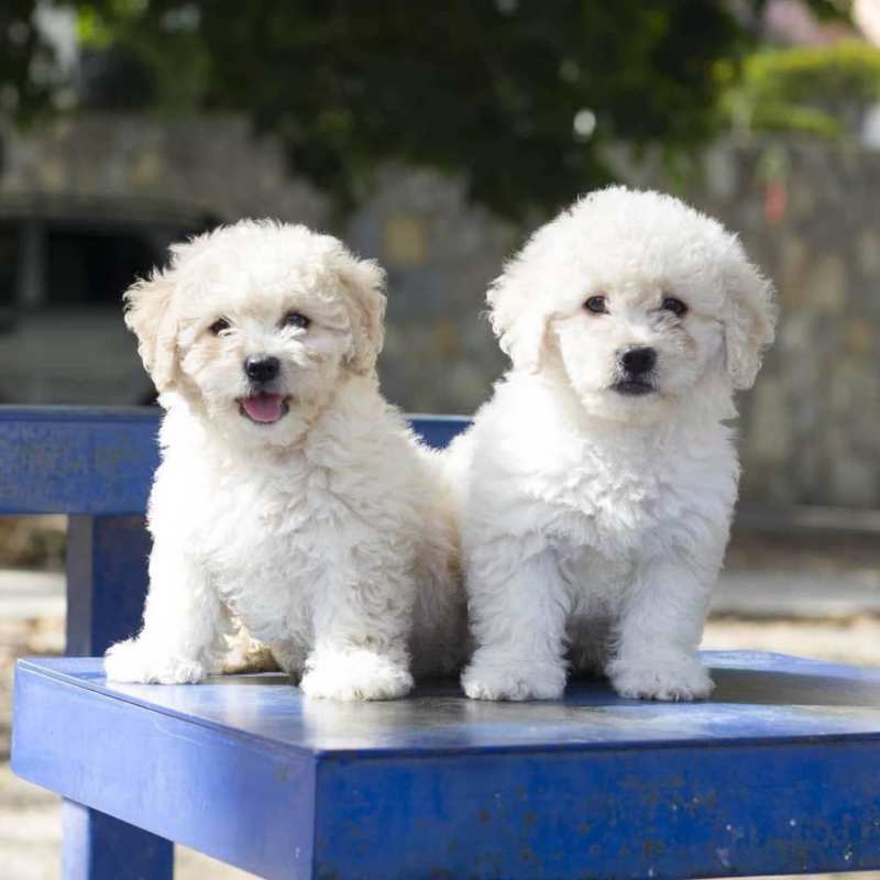 Lindo French Poodle | Guatemala