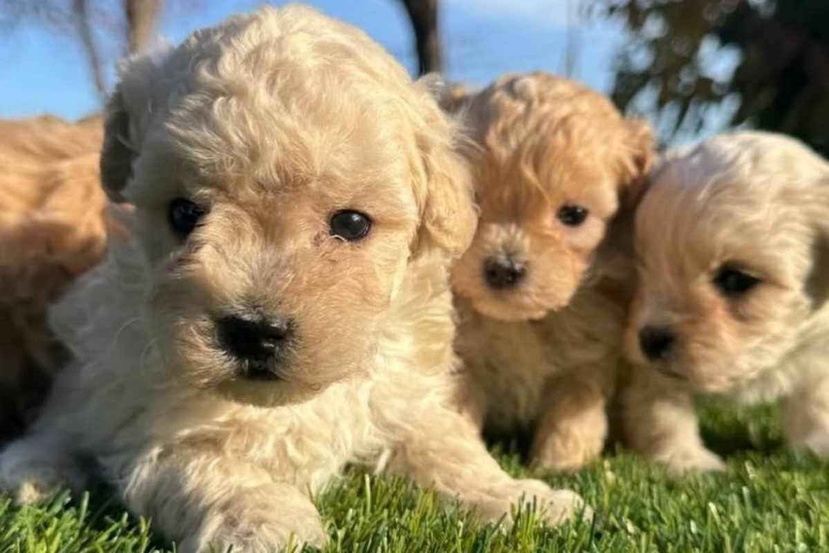 Lindos French Poodle Minis | Guatemala City
