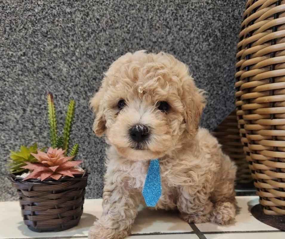 Hermosos cachorros French Poodle Mini | Guatemala City