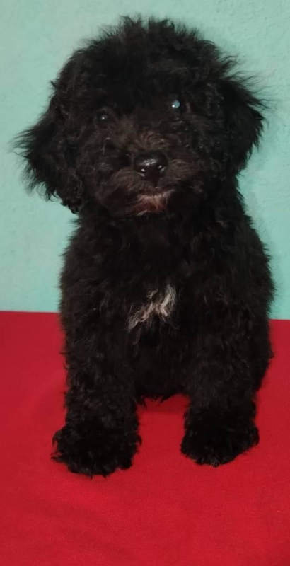 Perritos french poodle medianos | Guatemala