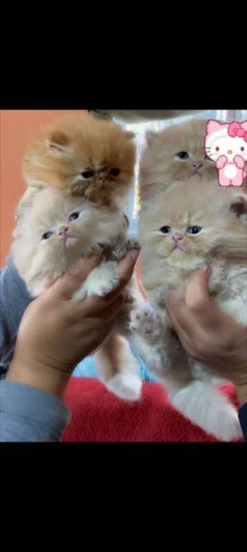 Gato persa | Guatemala City