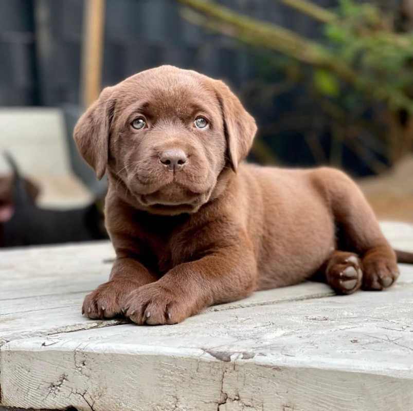 Dogs | Labrador Retriever - Guatemala