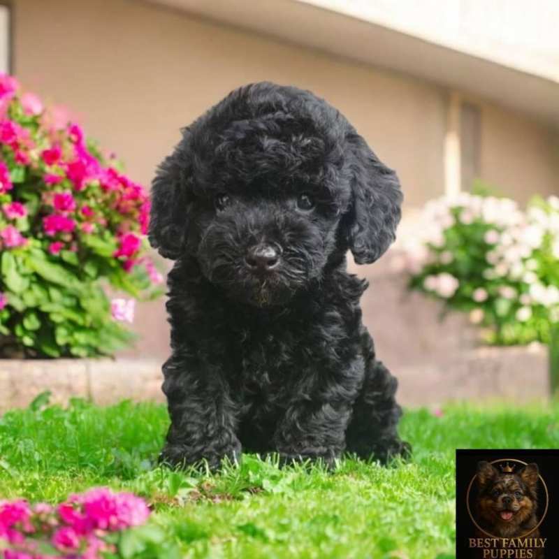 Dogs | French poodle tradicional - Guatemala