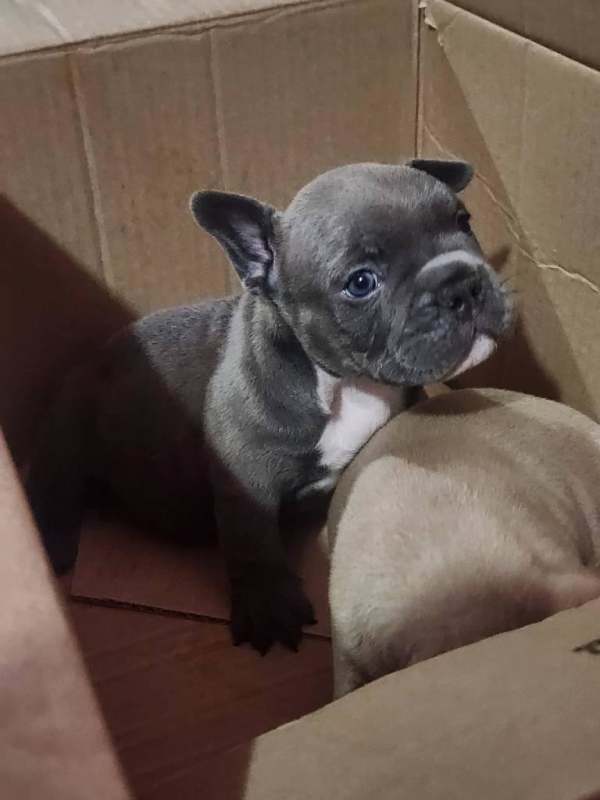 American Exotic Bully | Villa Nueva