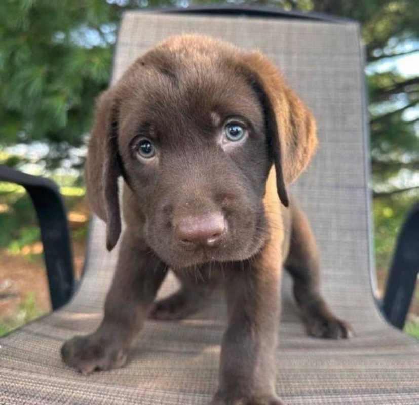 Linda Labrador Retriever | Guatemala City