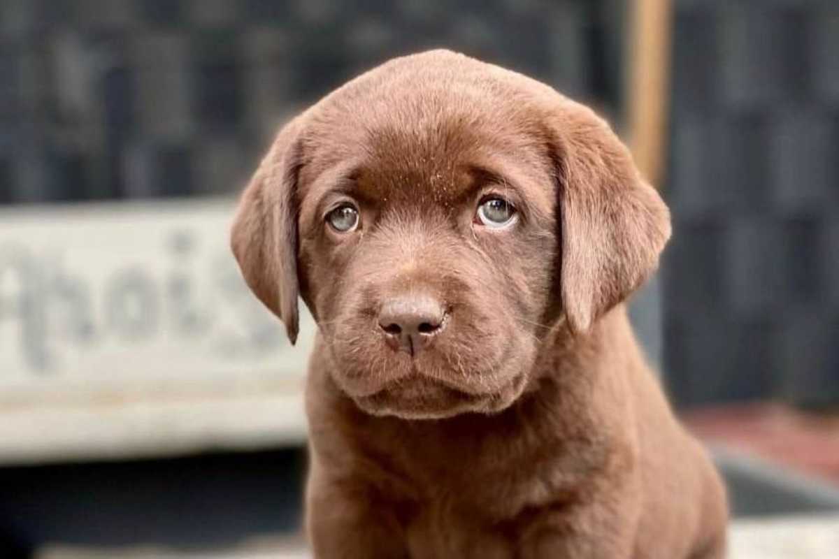 Labrador Retriever | Guatemala