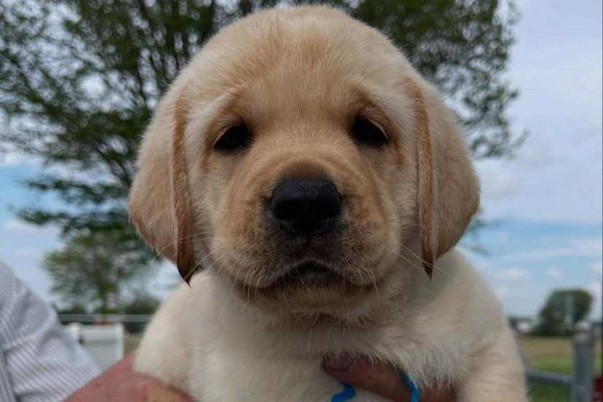Dogs | Labrador Retriever - Guatemala