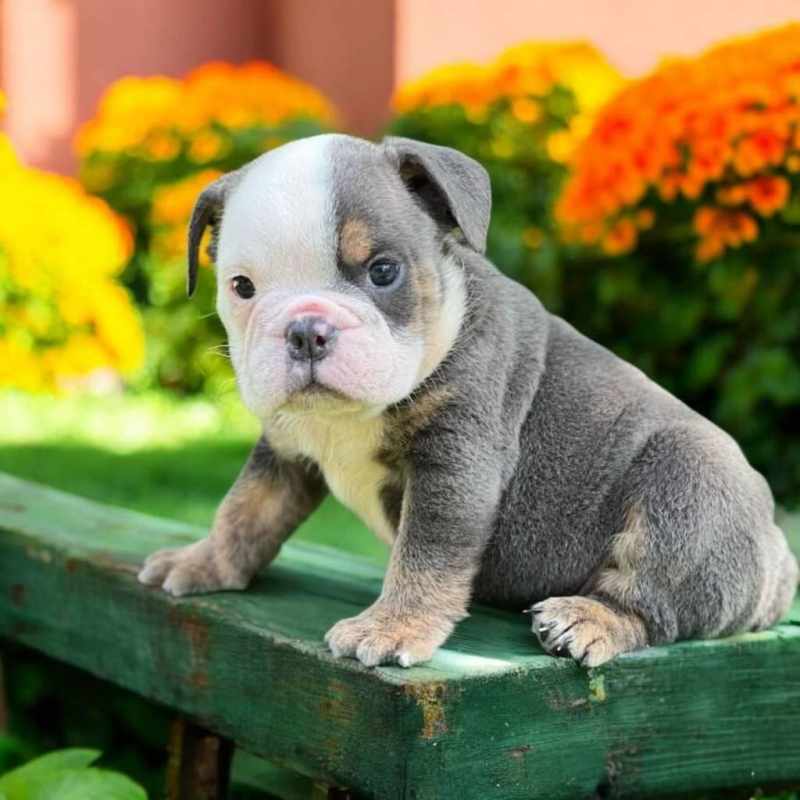 Bulldog Inglés Tradicional | Atlantida