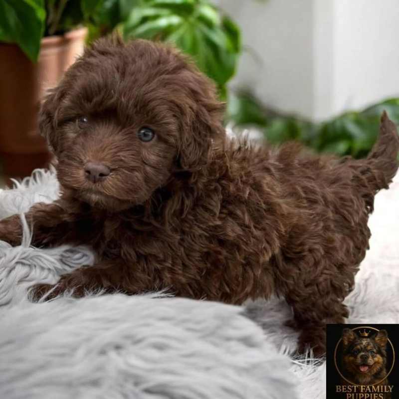 French Poodle Chocolate Standard | Atlantida