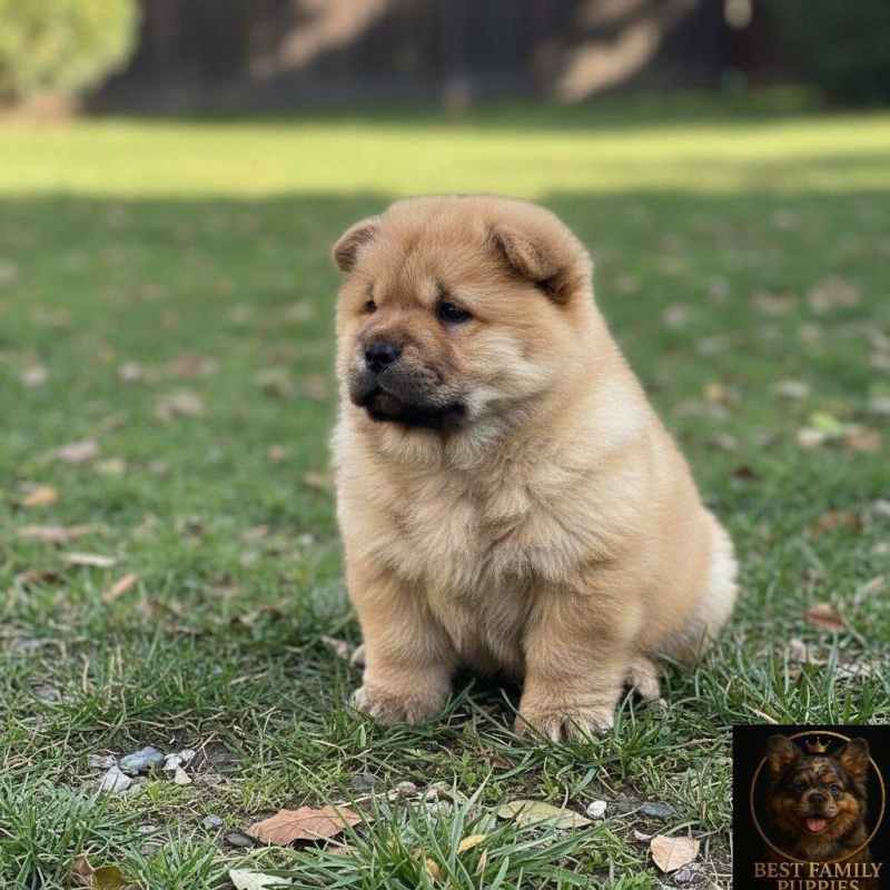 Chow chow | Atlantida
