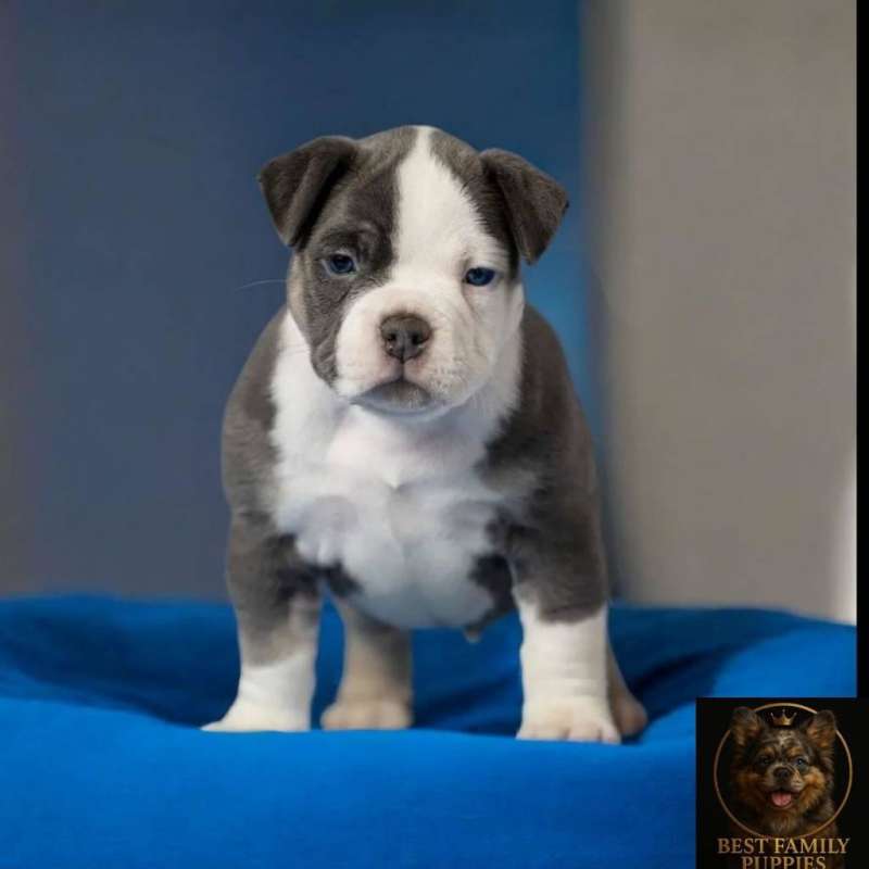 Dogs | American Bully Standard - Honduras